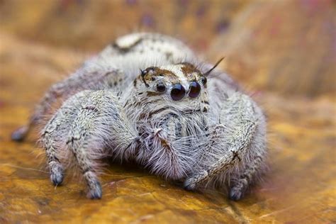 Salticus Scenicus Jumping Spider Macro Small Insect In The Nature And Dangerous For People