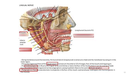 Lingual Nerve Diagram Quizlet