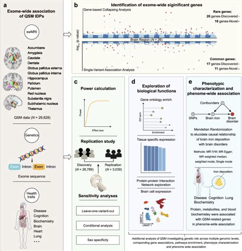 Whole Exome Sequencing Identifies Protein Coding Variants Associated With Brain Iron In 29828