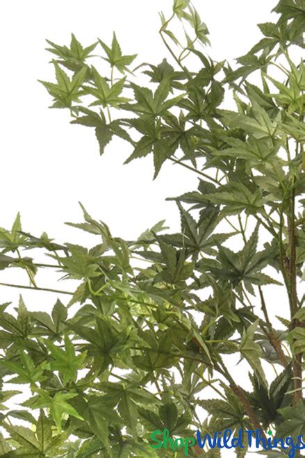 4 High Potted Two Tone Green Japanese Maple Tree