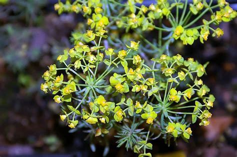Cypress Spurge Fens Ruby Euphorbia Cyparissias Fens Ruby Growing Guides