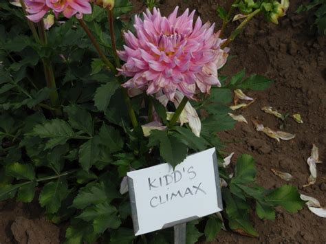 General Dahlia Chat 2023 Growing Dahlias