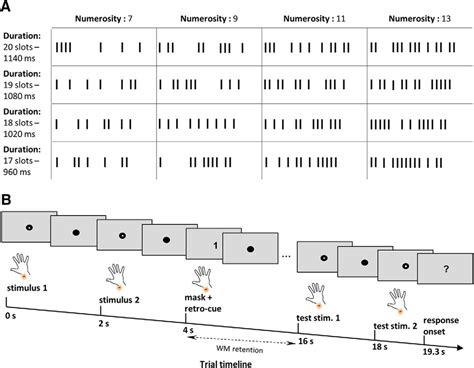 Parametric Representation Of Tactile Numerosity In Working Memory Eneuro