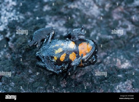 Roraima Bush Toad Oreophrynella Quelchii Playing Dead Mount Roraima