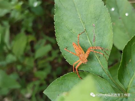 【中秋招募】夜间自然观察幼儿段活动