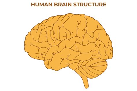 Human Brain Structure Science Design Graphic By Hamjaiu · Creative Fabrica
