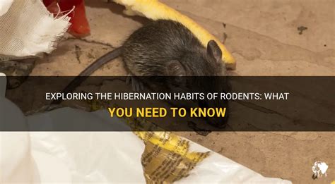 Exploring The Hibernation Habits Of Rodents What You Need To Know