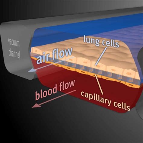 A Human Lung Alveolus Chip Microfluidic Culture Device Download