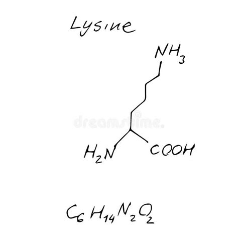 Lysine C6h14n2o2 Molecule Formula Hand Drawn Imitation Of Lysine