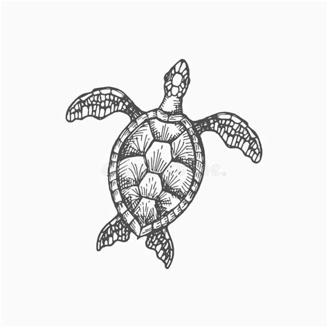 Sketch Turtle Isolated Wood Tortoise Sea Reptile Stock Illustration Illustration Of Character