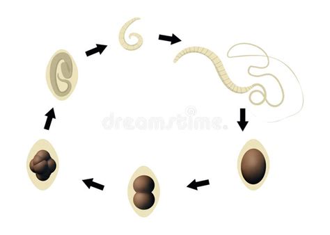 Whipworm Lifecycle Stock Illustrations 74 Whipworm Lifecycle Stock Illustrations Vectors