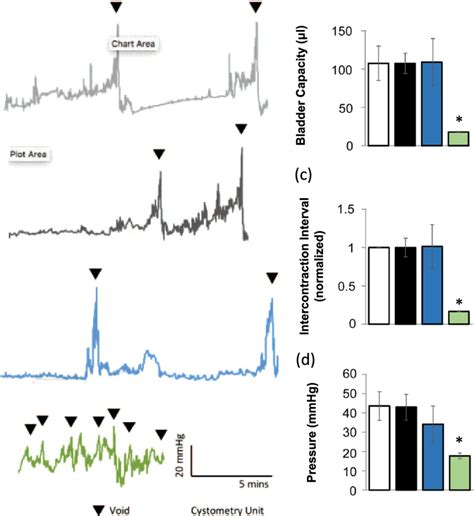 Cystometric Evaluation Of Bladder Function In Control Mice And In Rec Download Scientific