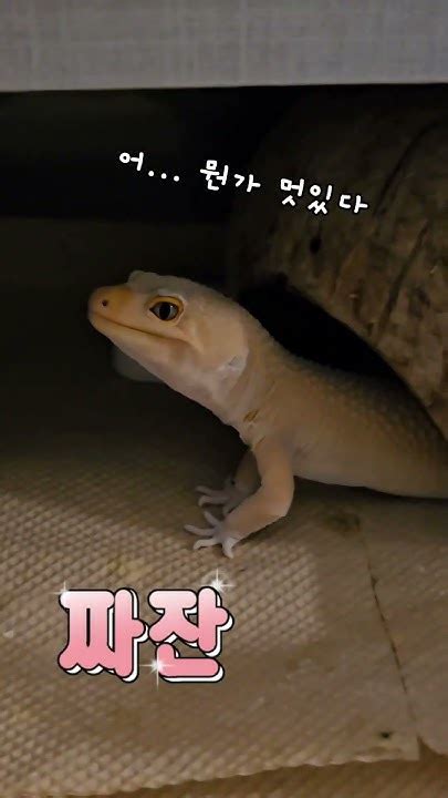 오랜만에 레오파드게코 용용이 탈피 열심히하고 통통하고 진해졌다 파충류키우기 파충류집사 도앤레tv Youtube