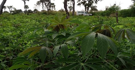 South Sudan Icrc Introduces Disease Resistant Cassava Varieties To