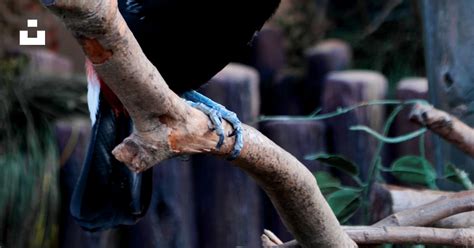 갈색 나뭇가지에 검은 흰색과 노란색 새 사진 Unsplash의 무료 새 이미지