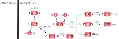 2 Mirna Mediated Risk Subpathway Region Of Arachidonic Acid Metabolism