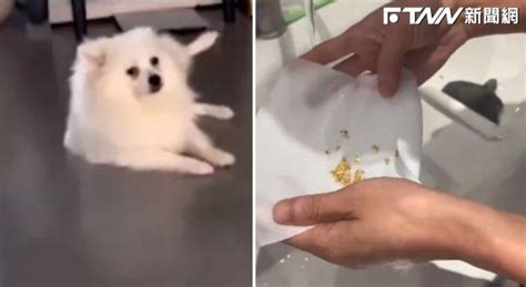 愛犬開心把上萬元金手鍊吃下肚 主子淘金回收6公克破財了 FTNN 新聞網