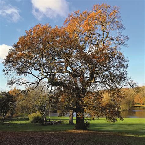 Nursery World Eyfs Activities Weve Explored… A Special Tree