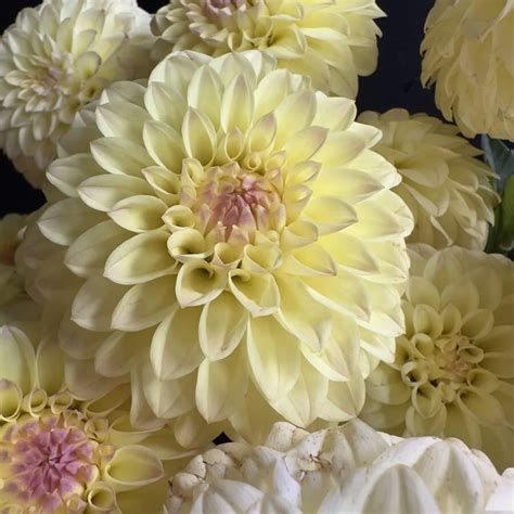 Lees Sugaree Dahlia — Goldenrod Gardens