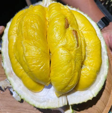 မနက်ဖြန်23 7 2025ဗုဒ္ဓဟူးနေ့ အတွက် ငါးခေါင်းမျှစ်ချဉ်နဲ့အတူ ဆတ်သား တောဝက်သား မျှစ်တာလဘော ငါးကချင