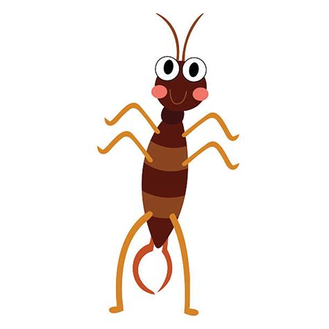 Earwig Illustrations Royalty Free Vector Graphics And Clip Art Istock