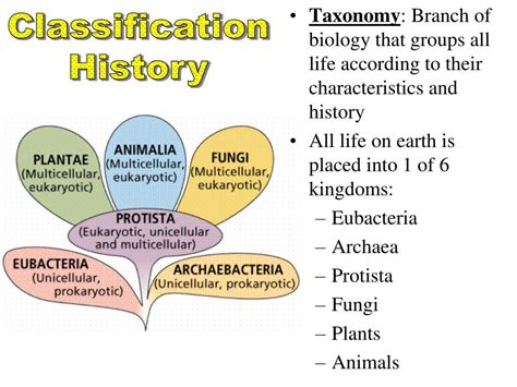 Ppt Topic 1 Classification Powerpoint Presentation Free Download