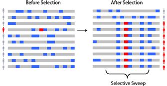 Purifying Selection Example