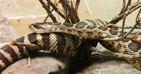 California Mom Sucks Venom Saves Son From Rattlesnake Bite CBS News