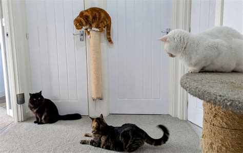 Cat Reproduction And Mating Vet Approved Facts And Explanation Catster