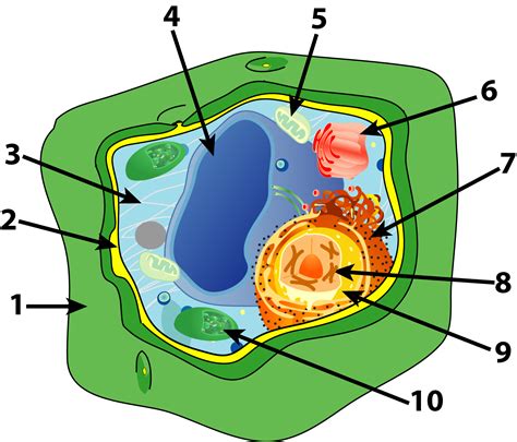 Labeling A Plant Cell Diagram Plant Cell Structure Parts