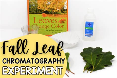 Leaf Chromatography Experiment
