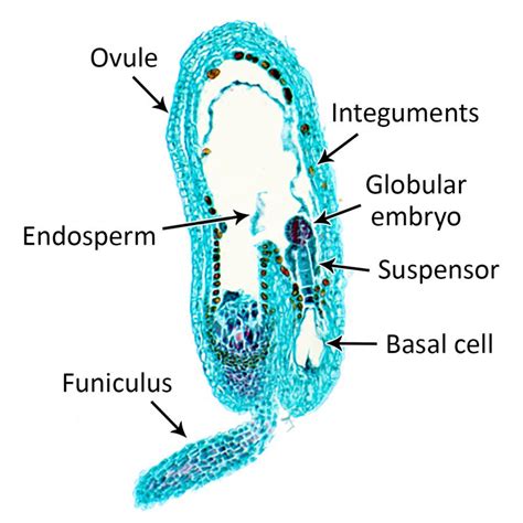 Seeds Embryogenesis