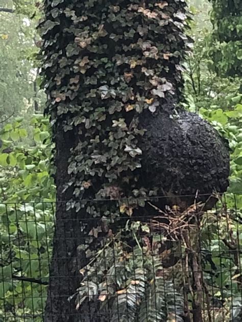 Agrobacterium Radiobacter Bacterial Crown Gall Humboldt Life Lost