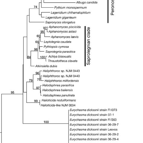 Maximum Likelihood Tree Based On Large Subunit Ribosomal Rna Gene Download Scientific Diagram