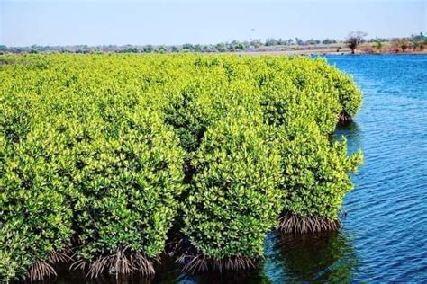 Inside Telecom A South Korean Court Ordered The Arrest Of Do Kwon The Main Developer Of The