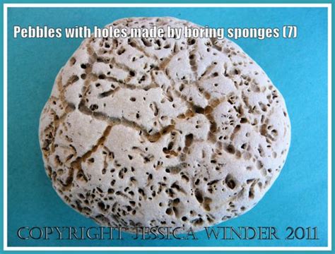 Fossilized Nut Fossil ID The Fossil Forum