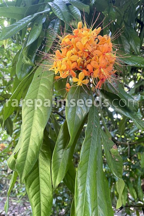 Saraca Indica Sorrowless Tree Buy Seeds At