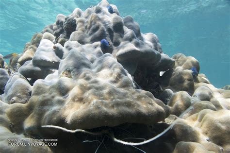 배경 화면 바다 마스크 물고기 수중 섬 비키니 말레이시아 산호초 요트 태국 거대한 지느러미 다이빙 랑카위 집 밖의 소녀 대양 껍질 체인