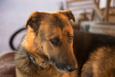 Почему собаки воют на луну ТУТ НОВОСТИ животные собаки поведение собак