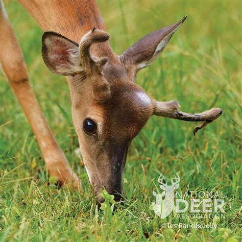 Wrecked Racks Photographer Shares The Wildest Deer Antlers