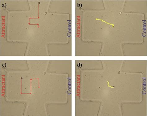 A Hybrid Actuated Microrobot Using An Electromagnetic Field And Flagellated Bacteria For Tumor