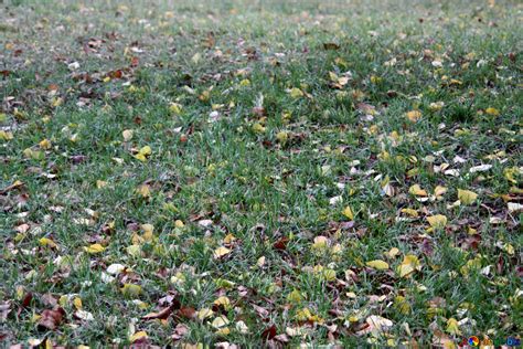 Fall Foliage Texture Free Image 3376