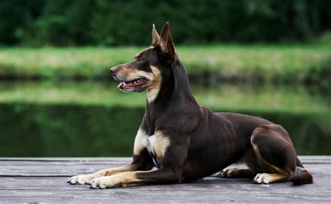 Fawn Australian Kelpie