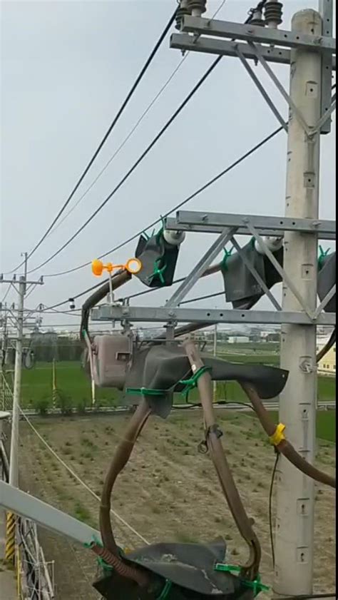 預防鳥巢釀停電 台電彰化區處移除作業無假期 觀傳媒