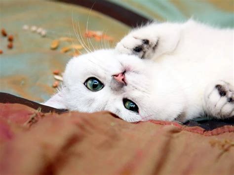 Обои Кошка на рабочий стол