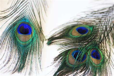 Peacock Feather Desktop Wallpaper Peacock Feather Background Designs