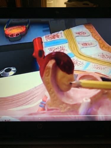 Lab Final Reproductive Flashcards Quizlet