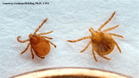 Lone Star Tick