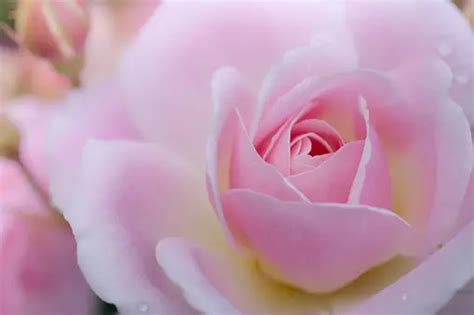 Oratia Fotos Baixe Imagens Gratuitas Na Unsplash