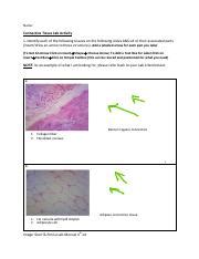 Connective Tissue Lab Activity Identifying Tissues Functions Course Hero